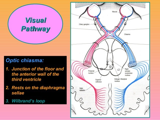 visual pathway