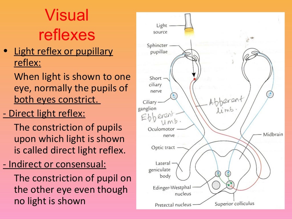 visual pathway visual pathway