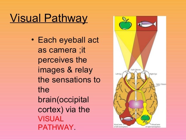 visual pathway