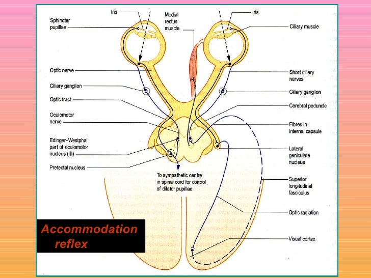 Cranial nerve ii