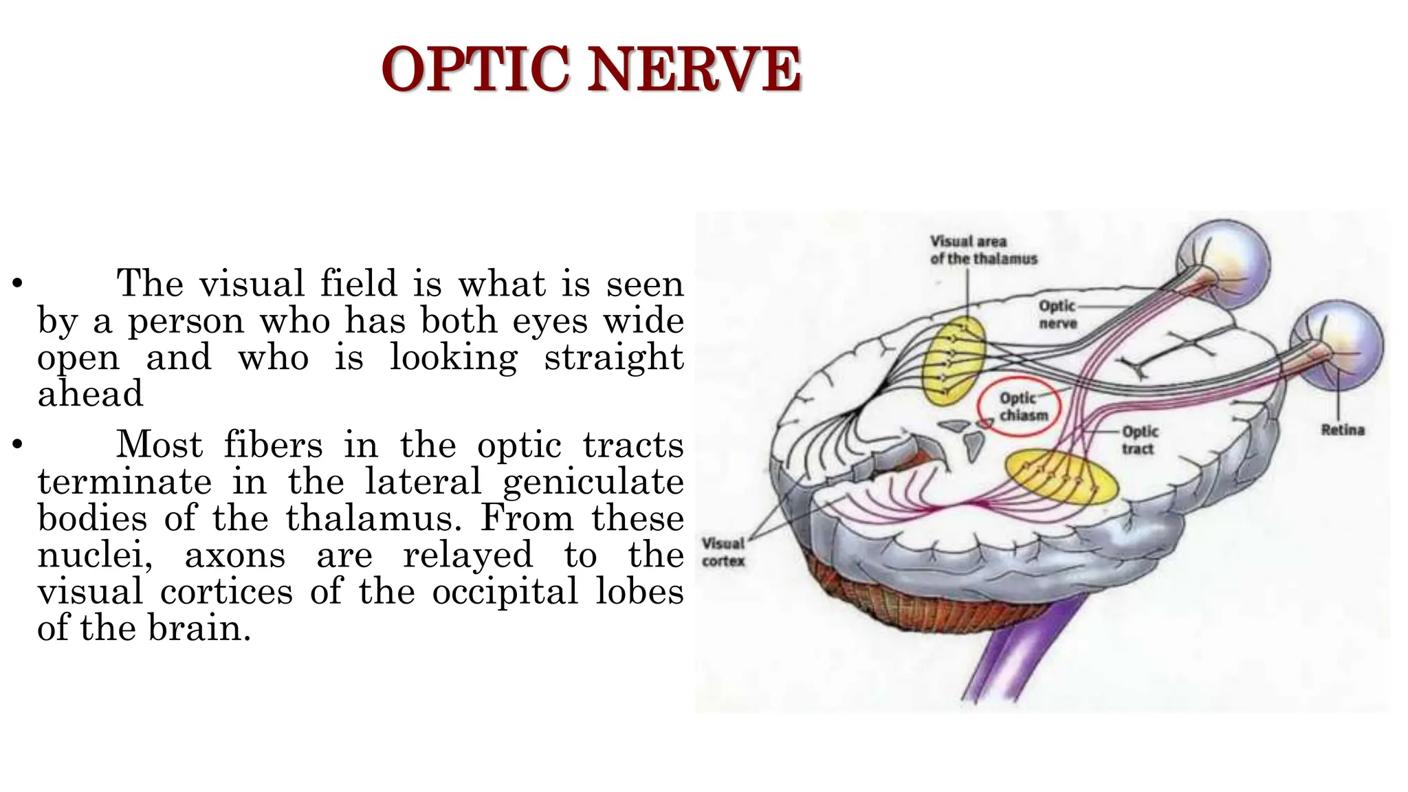 Cranial Nerve II and Visual Pathways.pptx