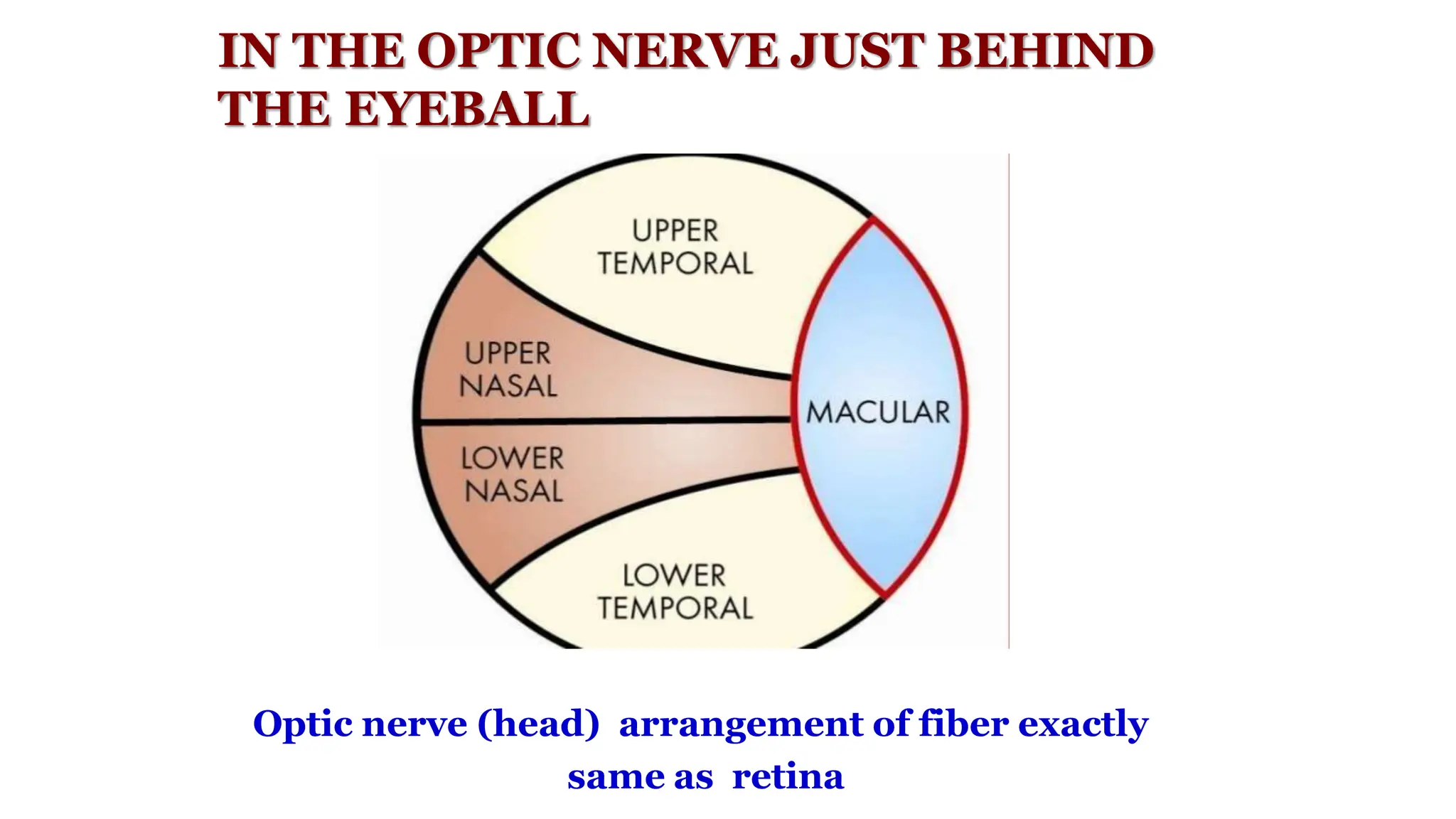 Cranial Nerve II and Visual Pathways.pptx