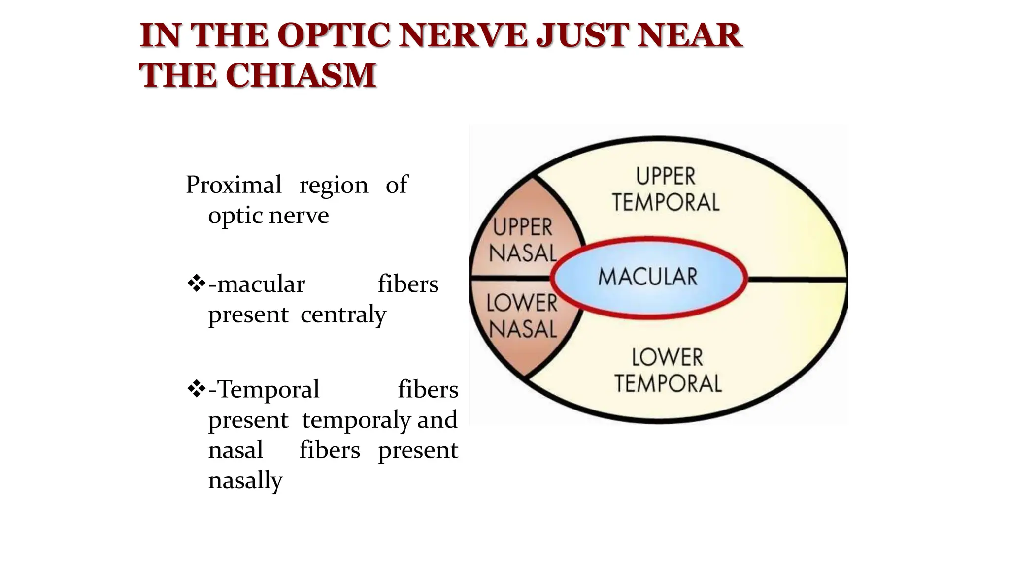 Cranial Nerve II and Visual Pathways.pptx