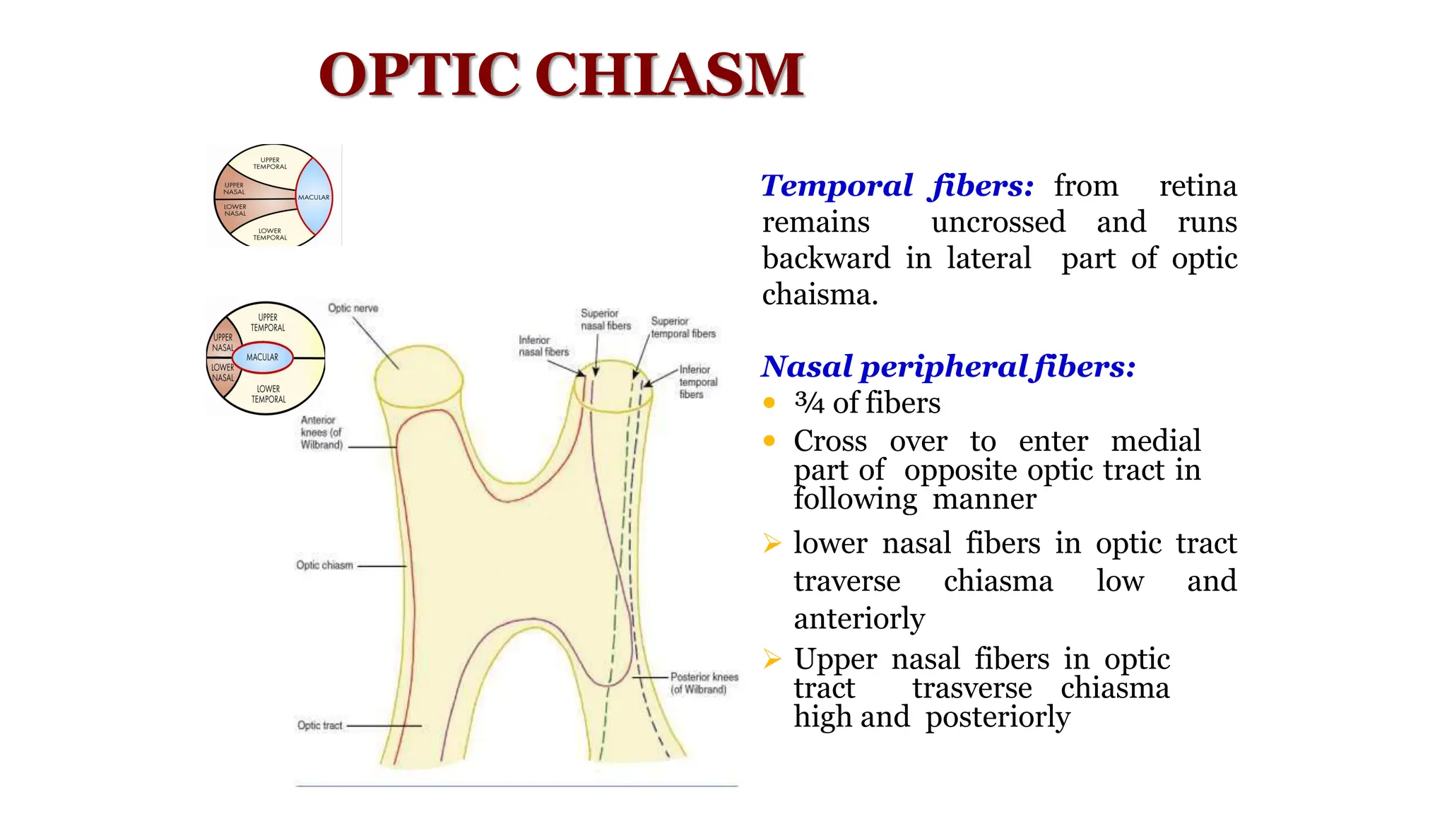 Cranial Nerve II and Visual Pathways.pptx