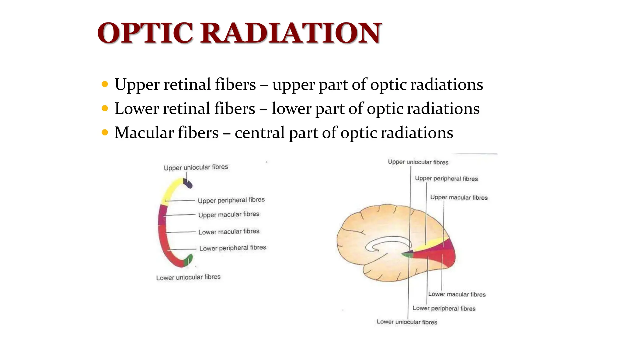 Cranial Nerve II and Visual Pathways.pptx