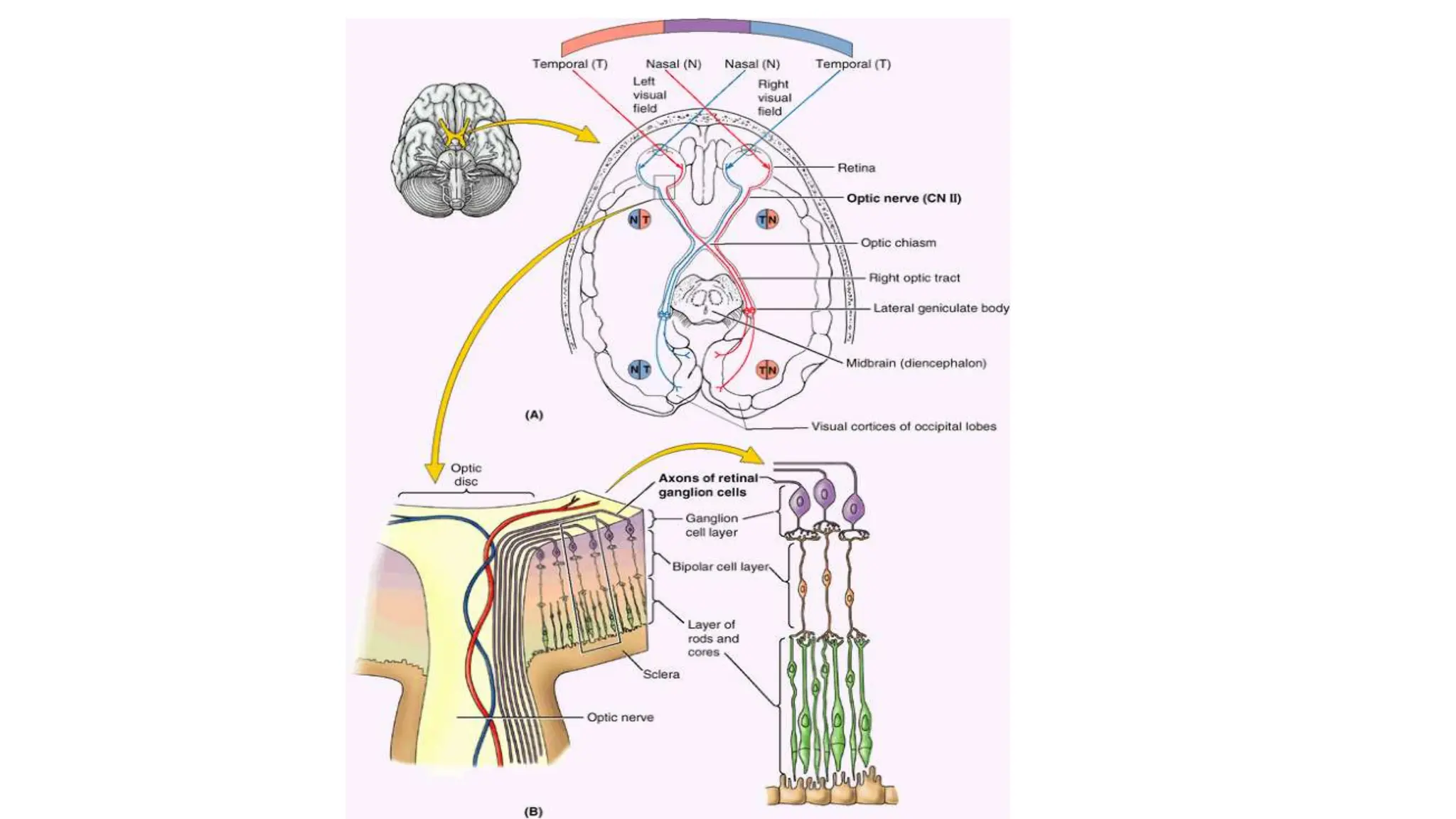 Cranial Nerve II and Visual Pathways.pptx
