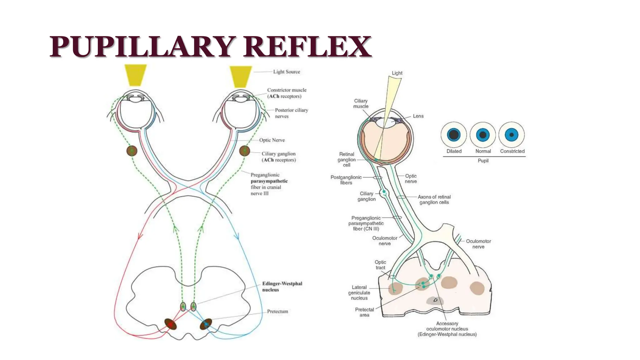 Cranial Nerve II and Visual Pathways.pptx