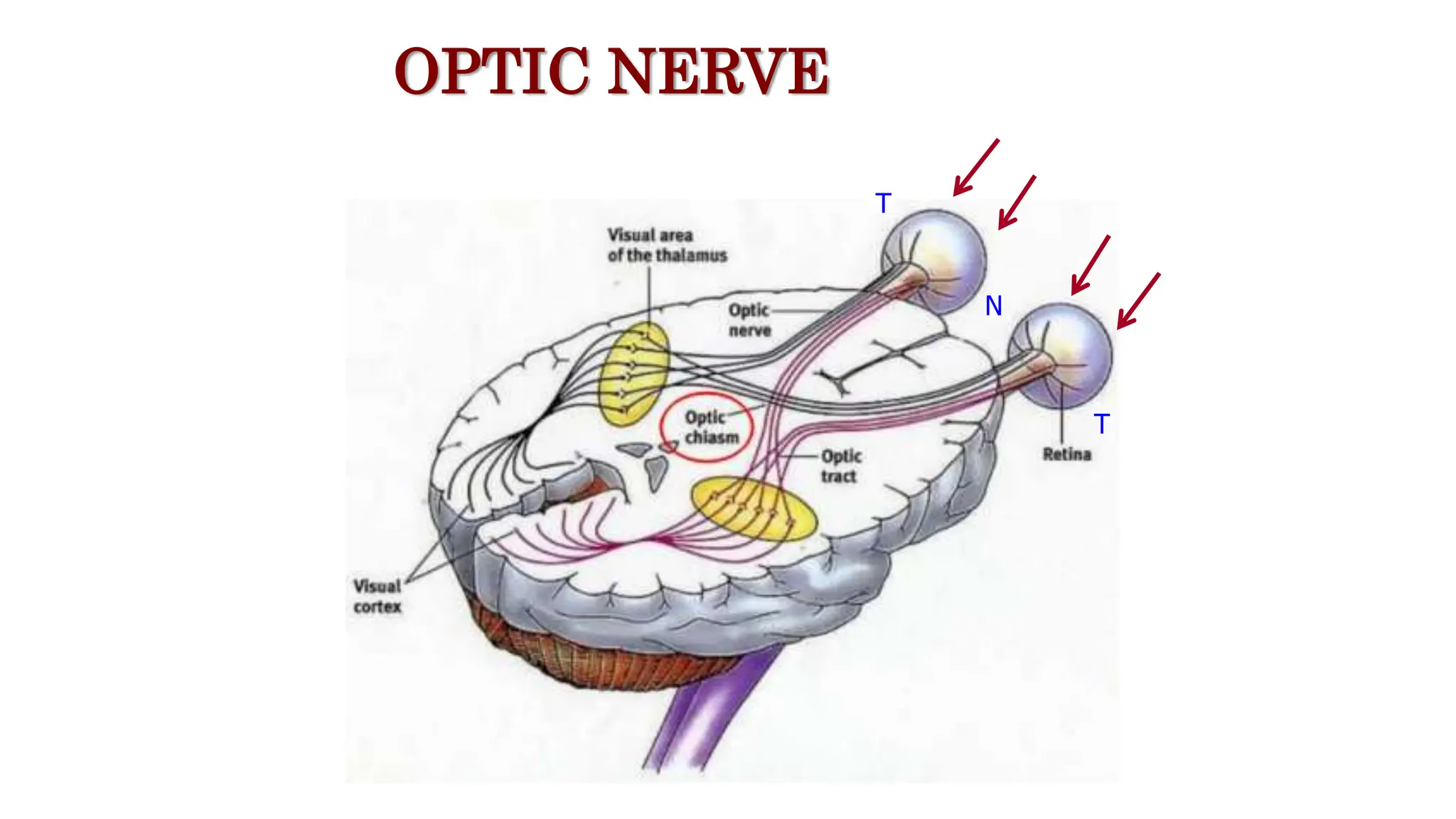 Cranial Nerve II and Visual Pathways.pptx