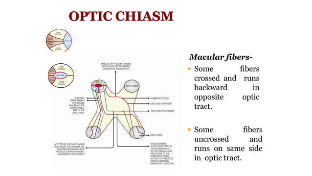 Cranial Nerve II and Visual Pathways.pptx