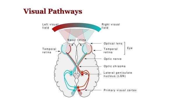 Cranial Nerve II and Visual Pathways.pptx