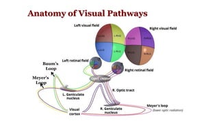 Cranial Nerve II and Visual Pathways.pptx