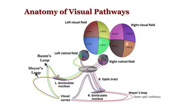 Cranial Nerve II and Visual Pathways.pptx