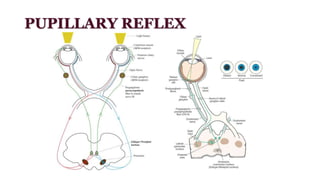 Cranial Nerve II and Visual Pathways.pptx