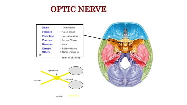 Cranial Nerve II and Visual Pathways.pptx