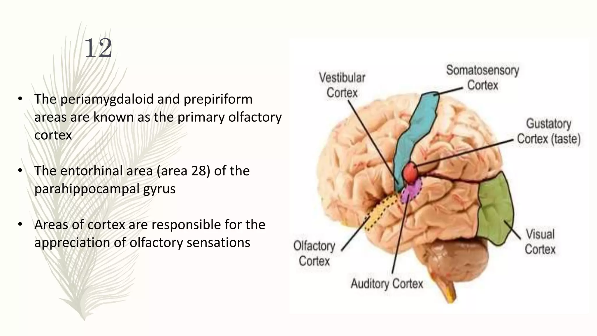 Cranial nerve i ii iii iv combined presentation | PPTX