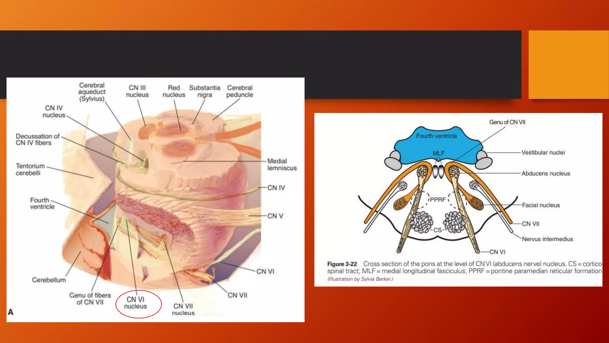 Cranial Nerve III, IV and VI Neuroanatomy.pptx