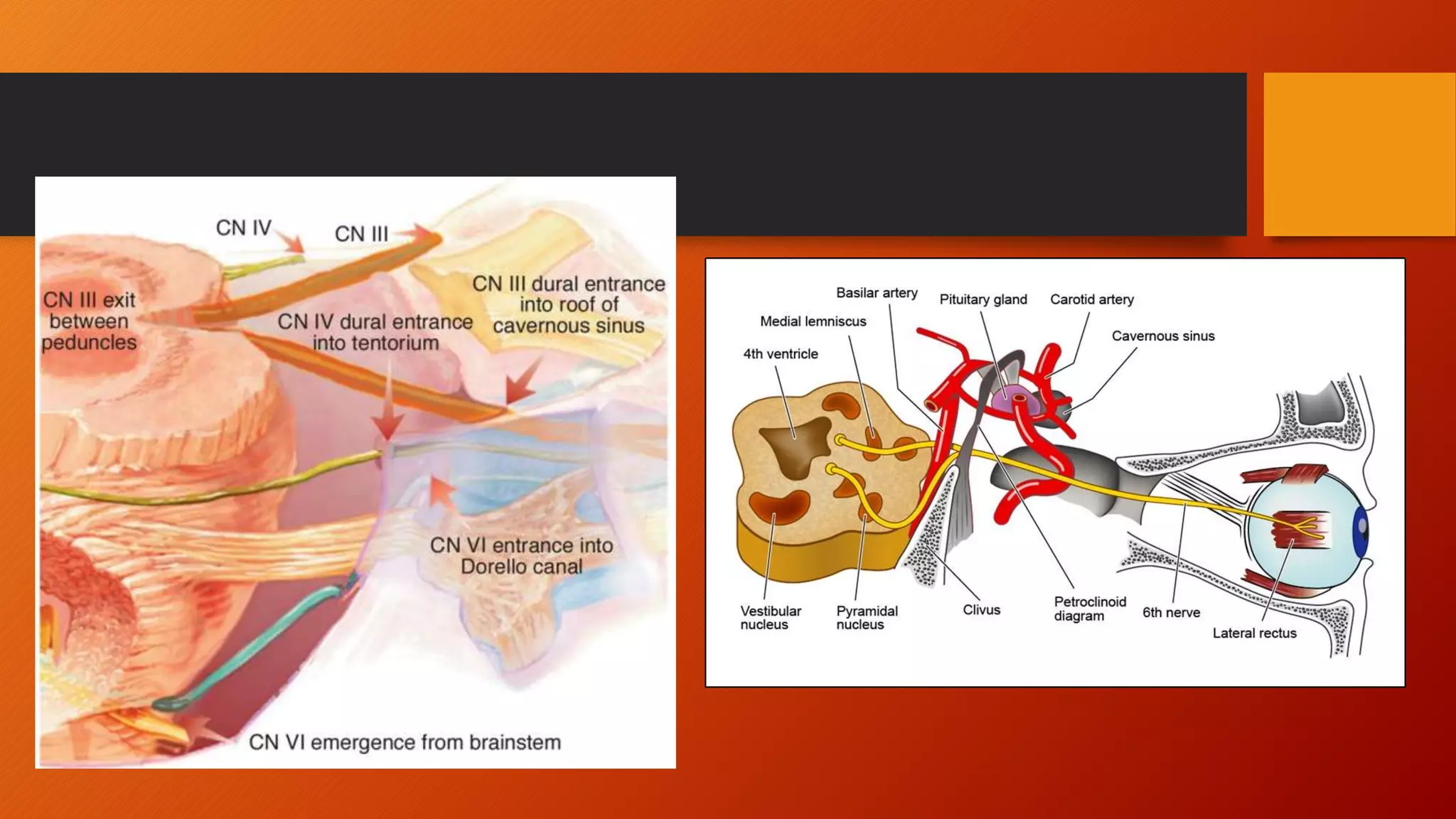 Cranial Nerve III, IV and VI Neuroanatomy.pptx