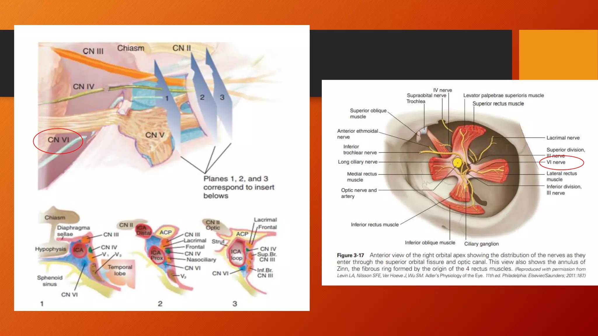 Cranial Nerve III, IV and VI Neuroanatomy.pptx