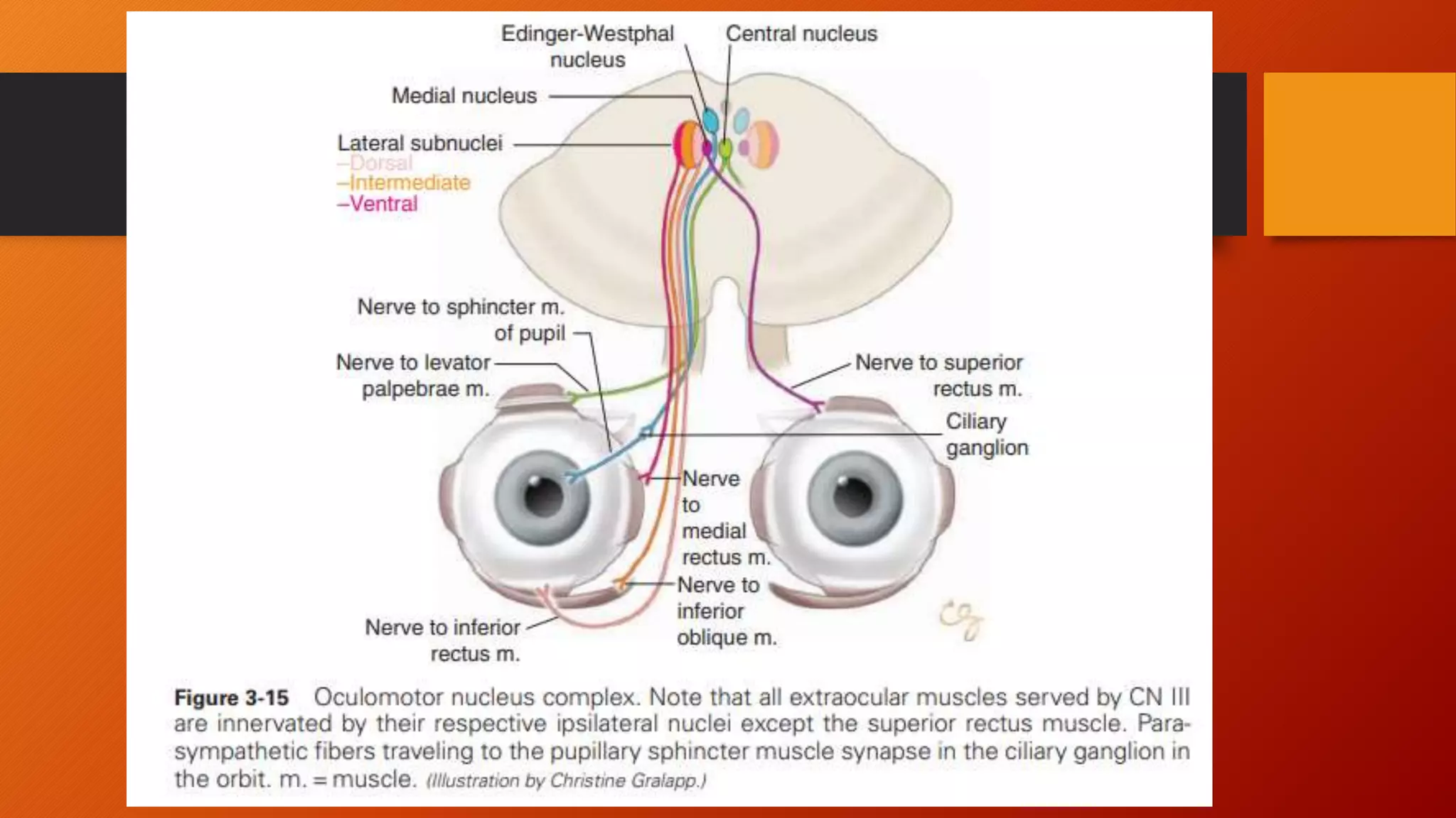 Cranial Nerve III, IV and VI Neuroanatomy.pptx