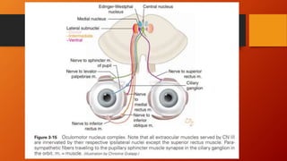 Cranial Nerve III, IV and VI Neuroanatomy.pptx