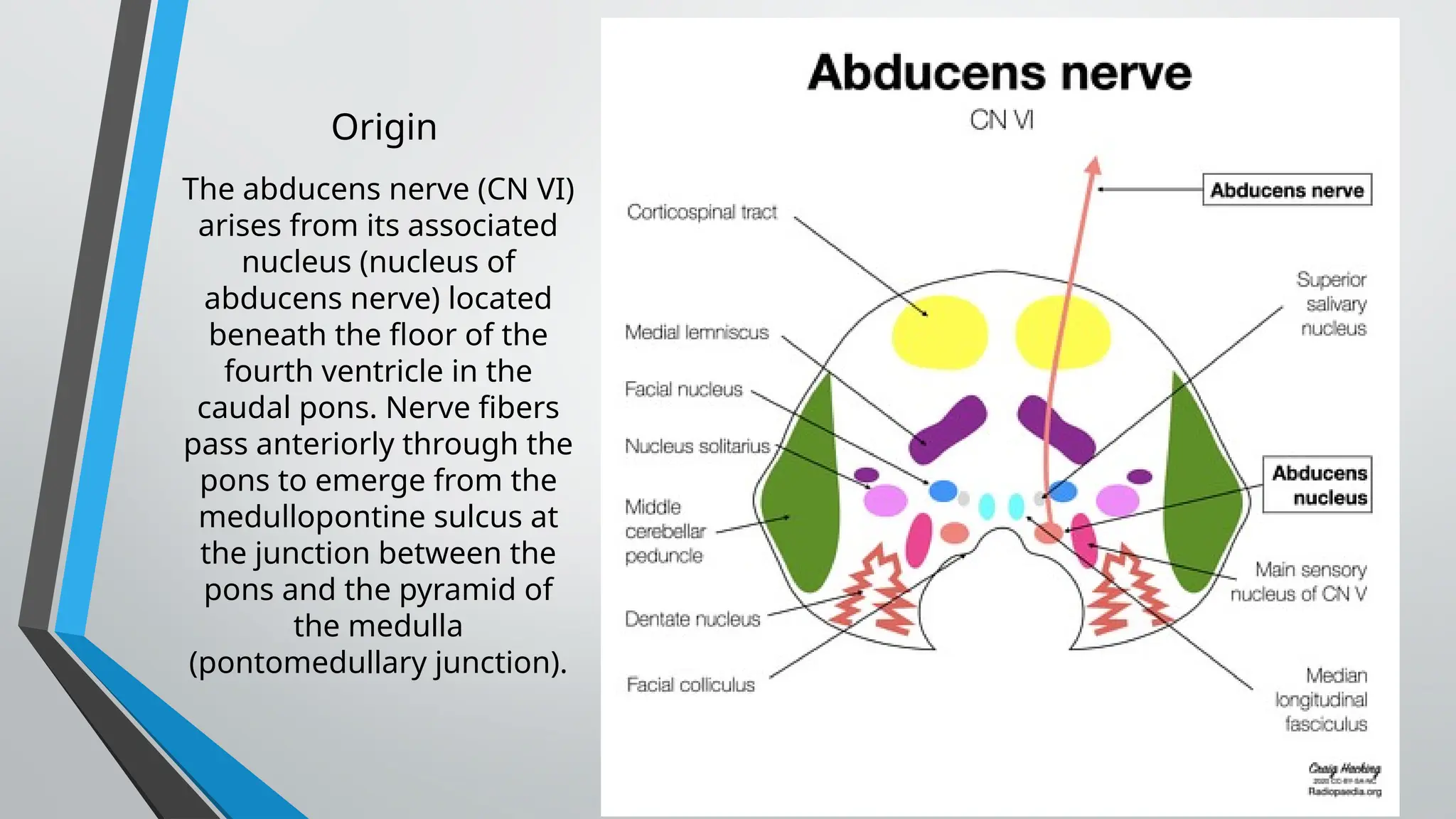 Notes of Cranial Nerve: III, IV, VI.pptx