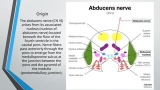 Notes of Cranial Nerve: III, IV, VI.pptx