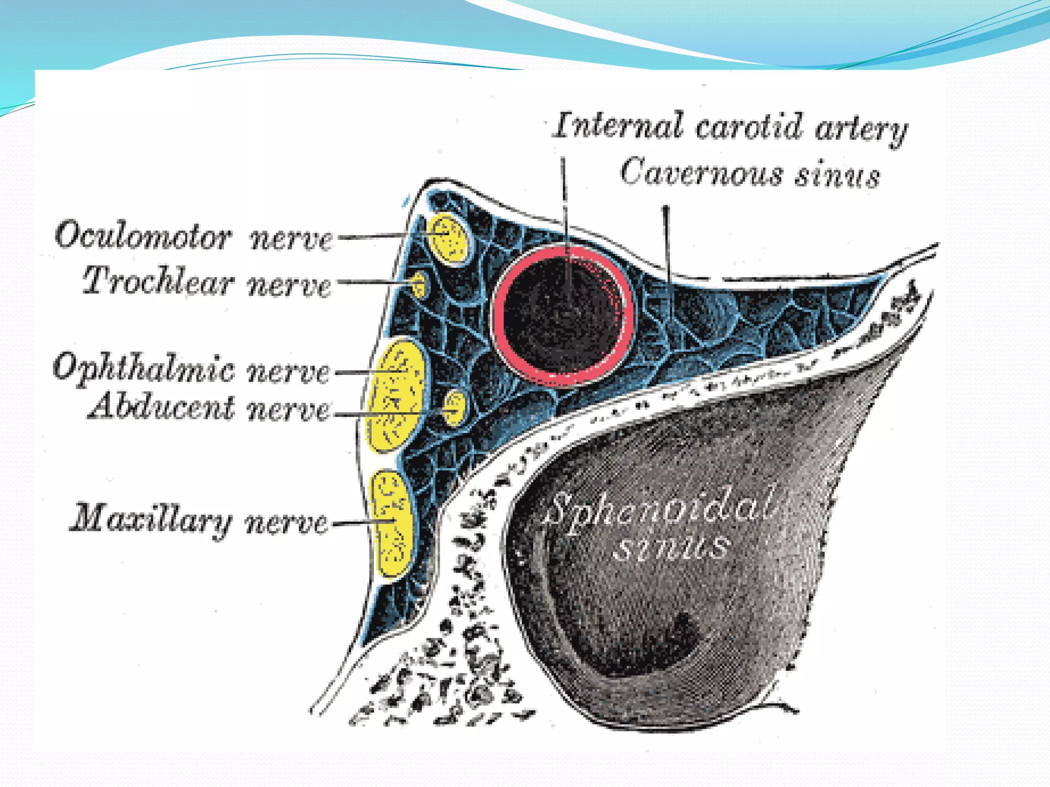 Cranial nerve iv and vi | PPTX