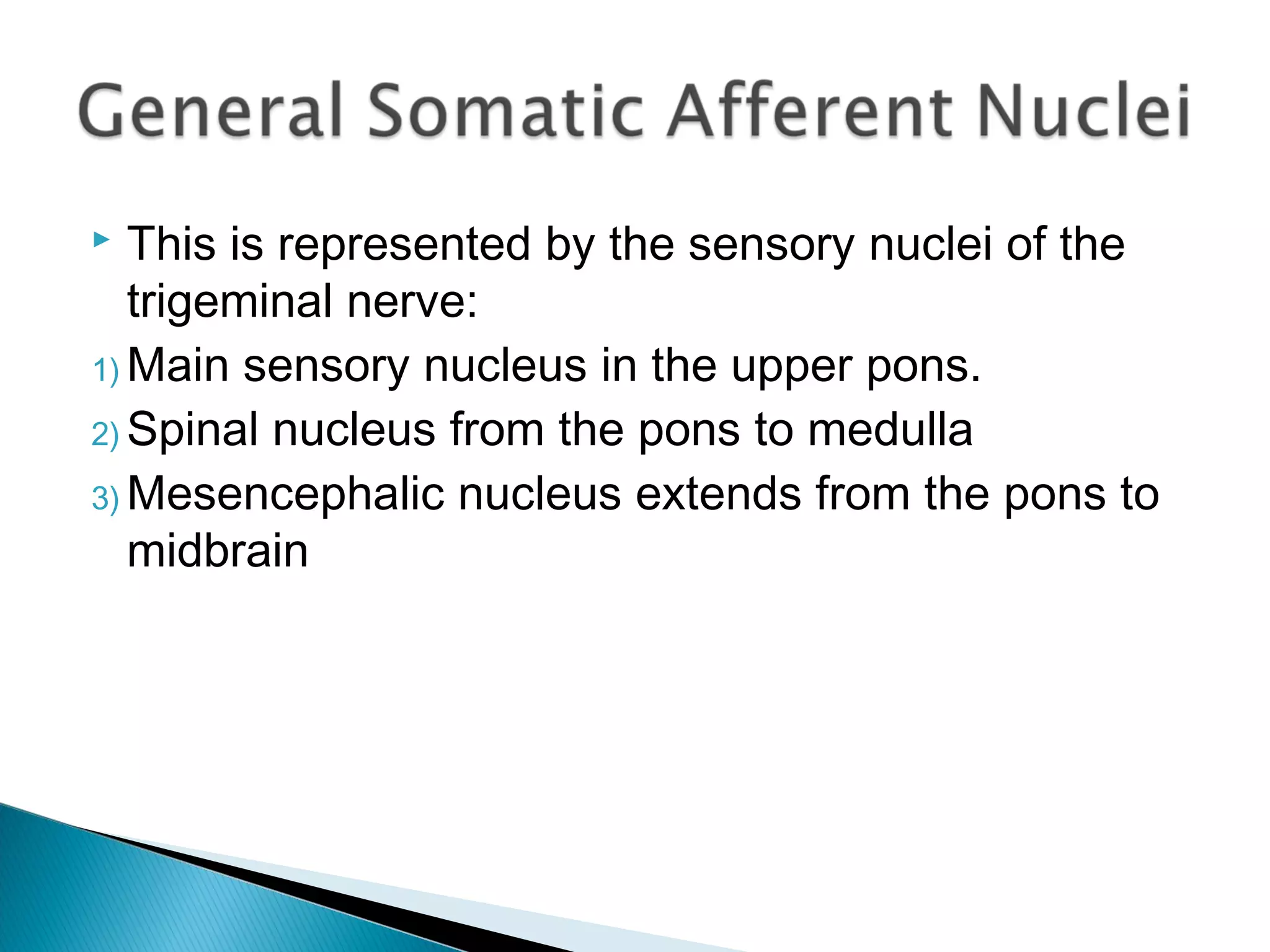 Cranial nerve nuclei | PPT