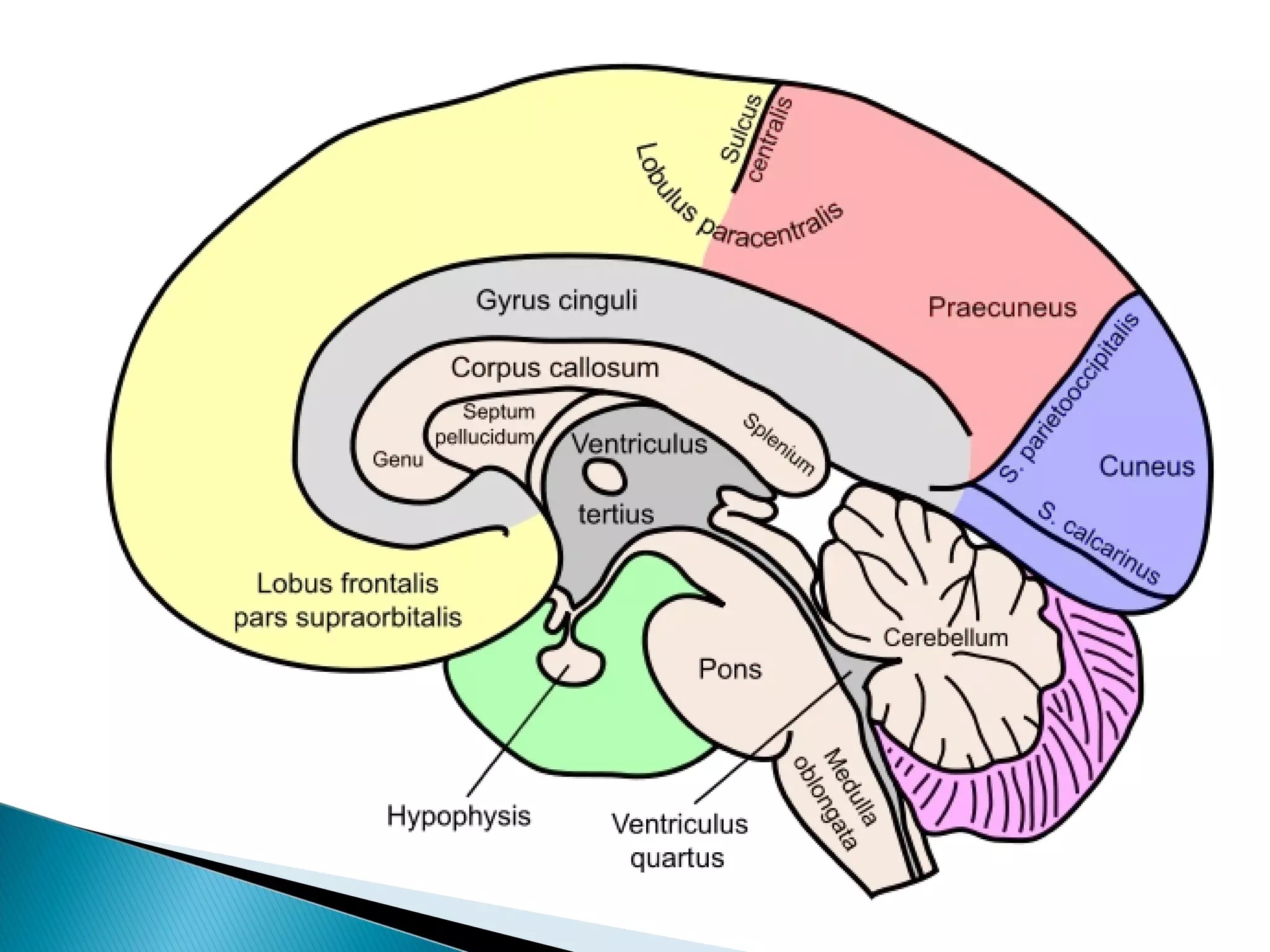 Cranial nerve nuclei | PPT