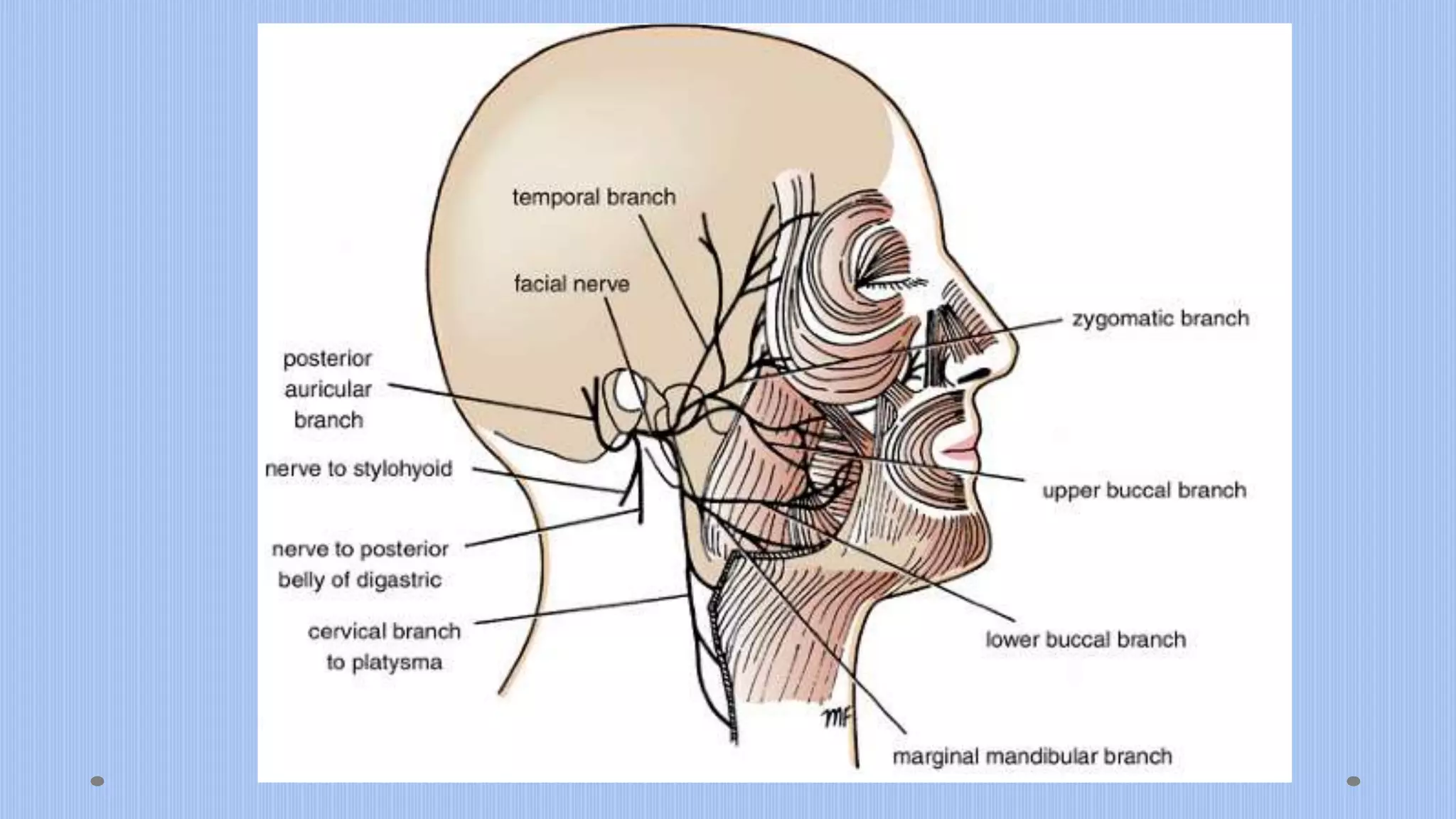 Cranial Nerve Nuclei Dr Anita R Gune | PPTX