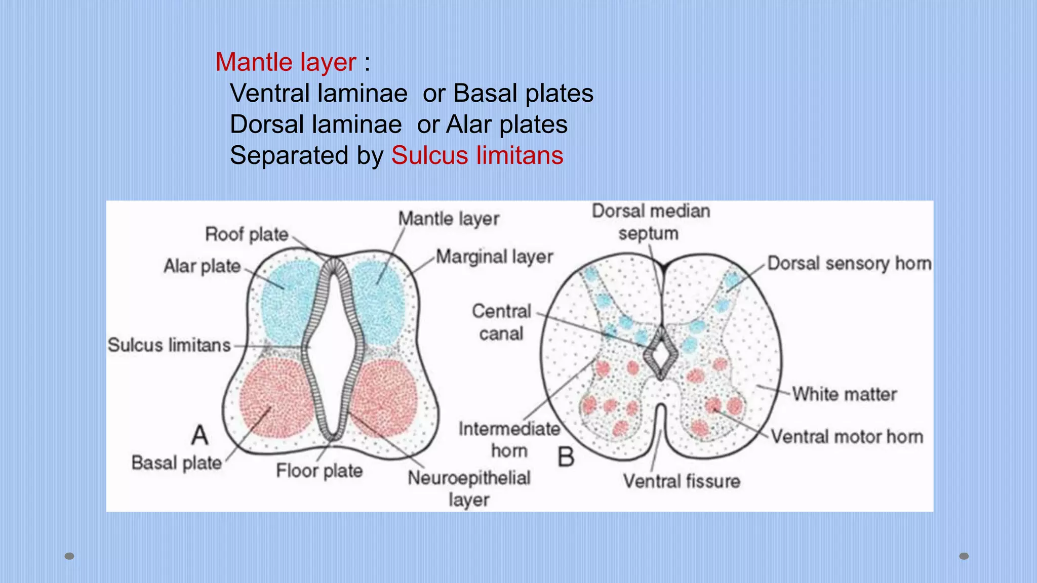 Cranial Nerve Nuclei Dr Anita R Gune | PPTX