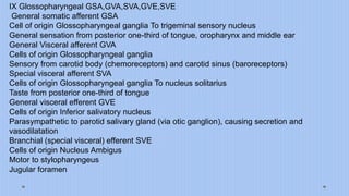 Cranial Nerve Nuclei Dr Anita R Gune | PPTX