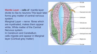 Cranial Nerve Nuclei Dr Anita R Gune | PPTX