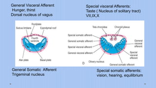 Cranial Nerve Nuclei Dr Anita R Gune | PPTX