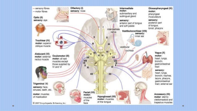 Neurophysiology What Are Cranial Nerve Nuclei Biology