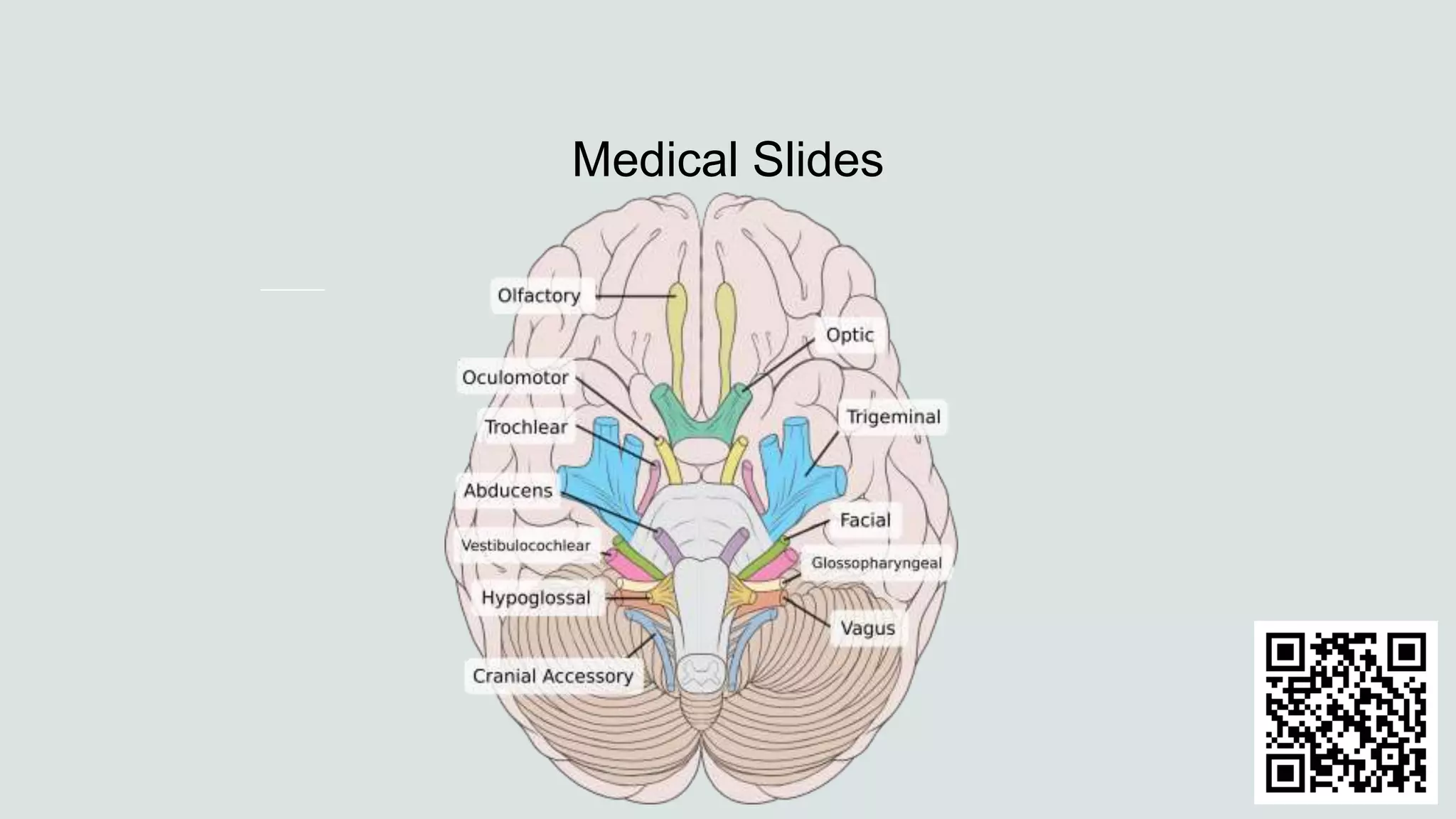 Cranial nerve problems | PPT