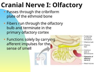 12 Cranial_Nerve_Review, human anatomy.ppt