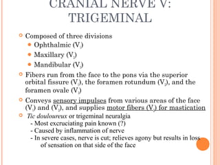 Cranial nerves | PPT