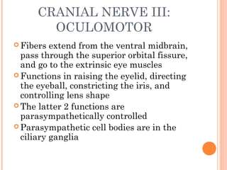 Cranial nerves | PPT