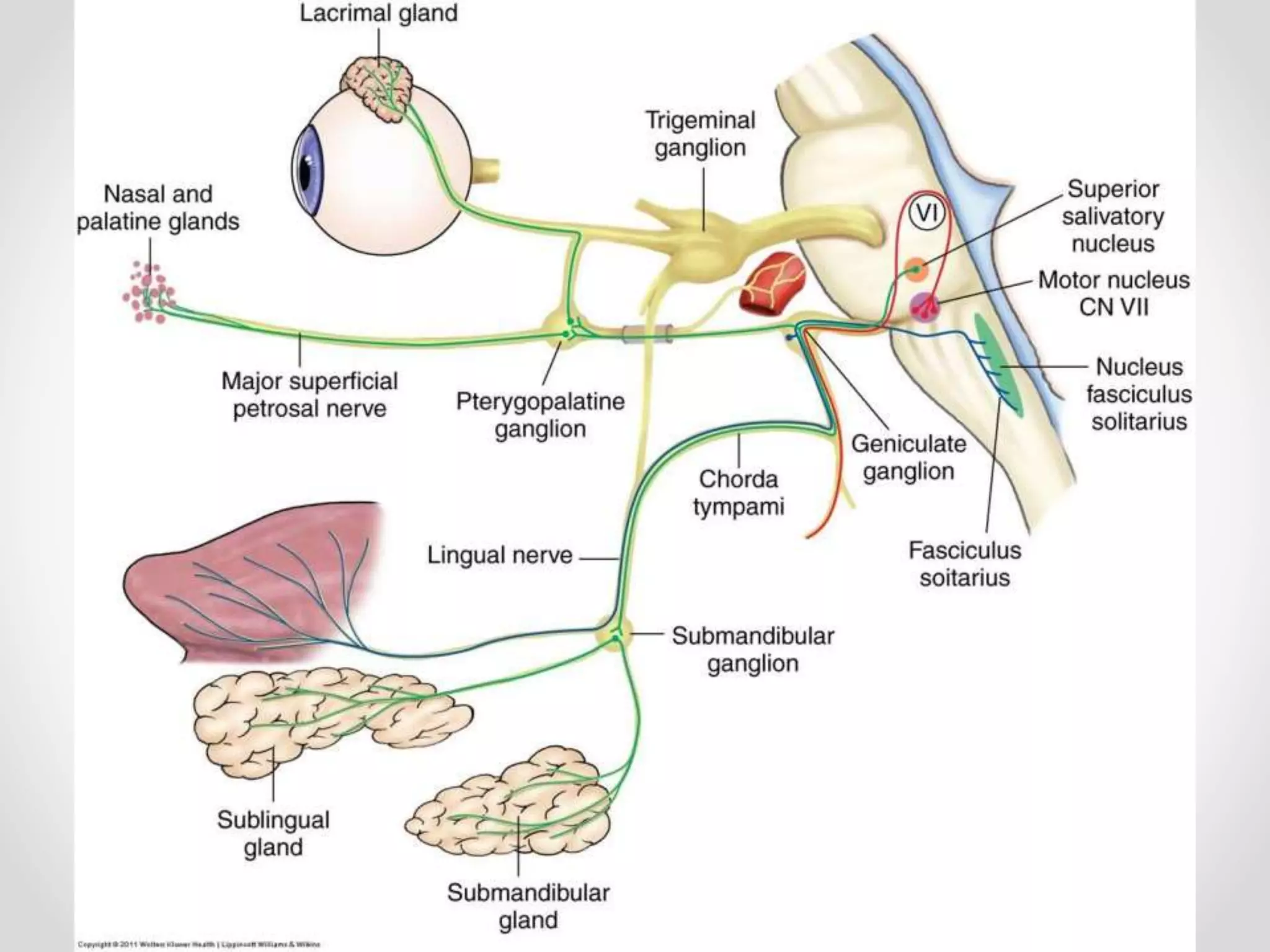 Cranial nerves | PPTX