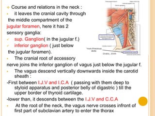 Cranial nerves | PPT