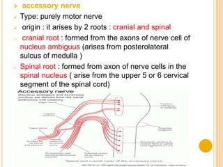 Cranial nerves | PPT