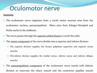 Cranial nerves | PDF