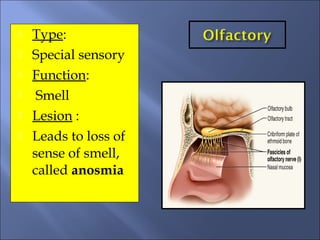 Cranial nerves | PPT