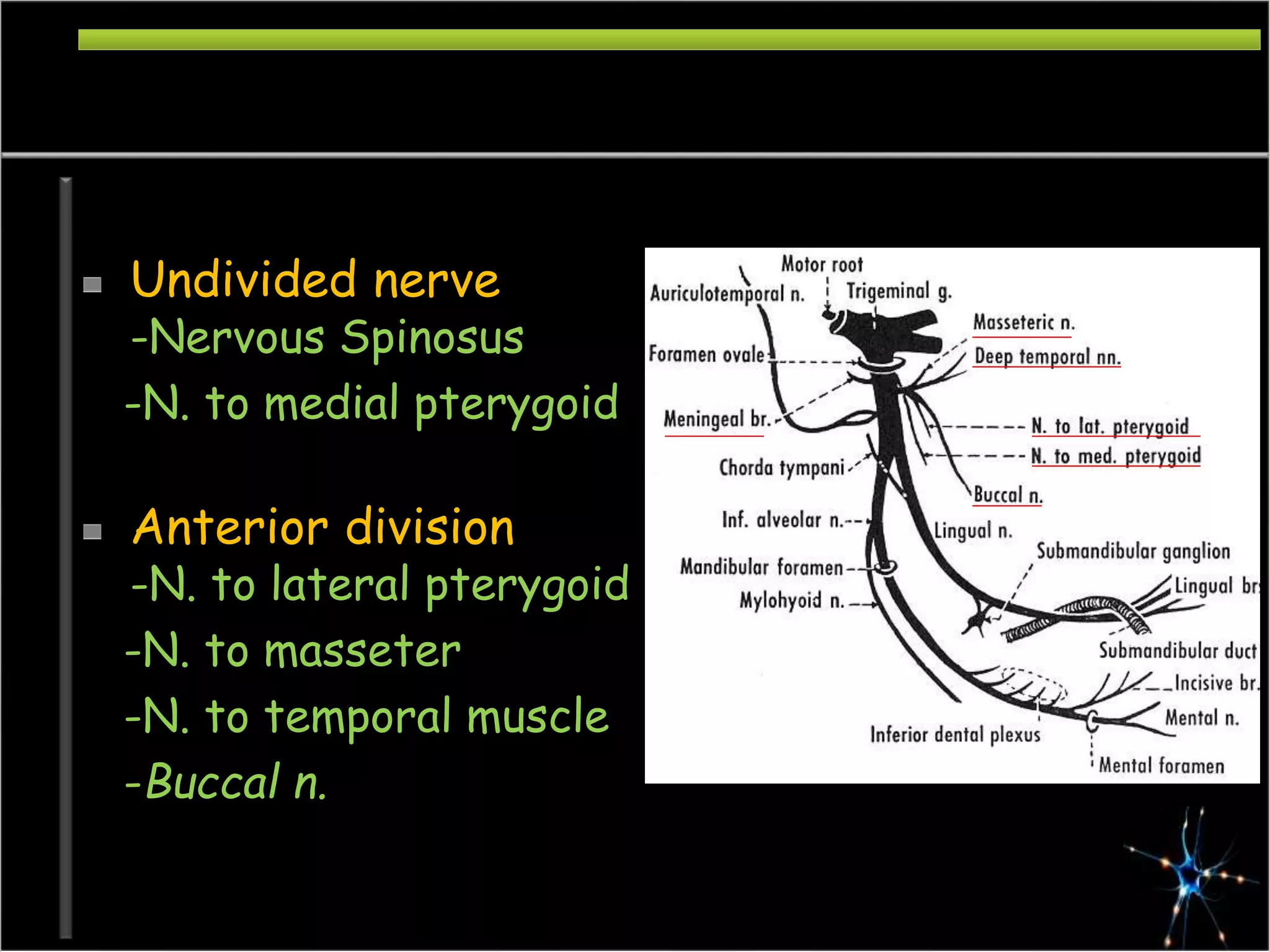 Cranial nerves | PPTX