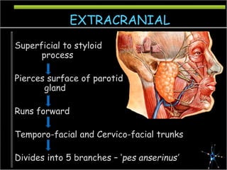 Cranial nerves | PPTX