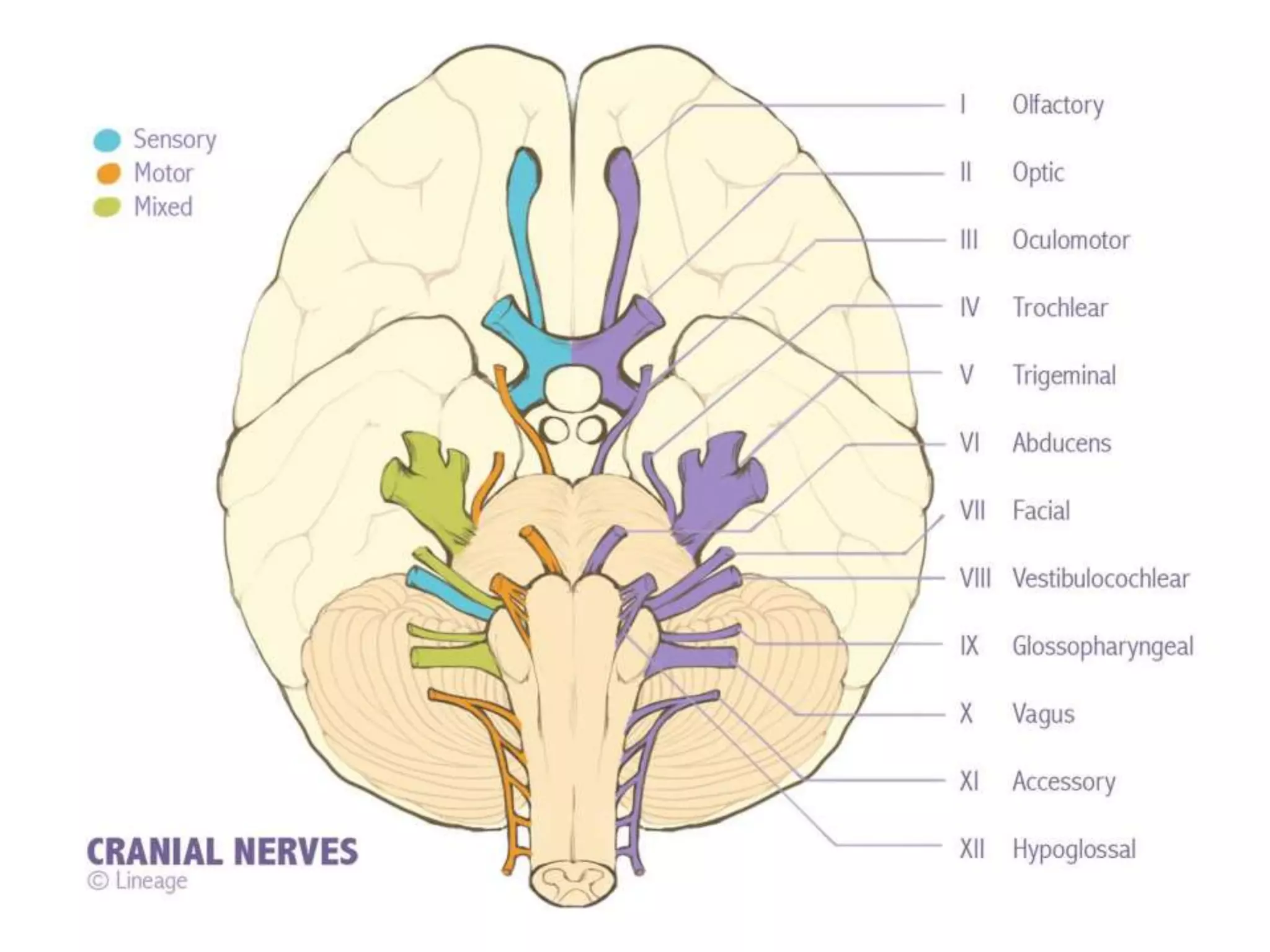 Cranial nerves | PPTX
