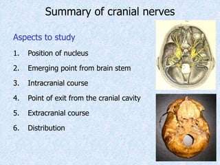 Cranial Nerves.ppsx