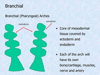 Cranial Nerves.ppsx | Brain and Nervous System Disorders | Diseases and ...