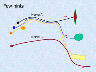 Cranial Nerves.ppsx